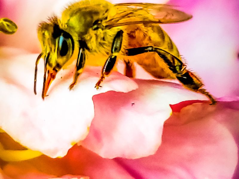 Bee-autiful | Smithsonian Photo Contest | Smithsonian Magazine