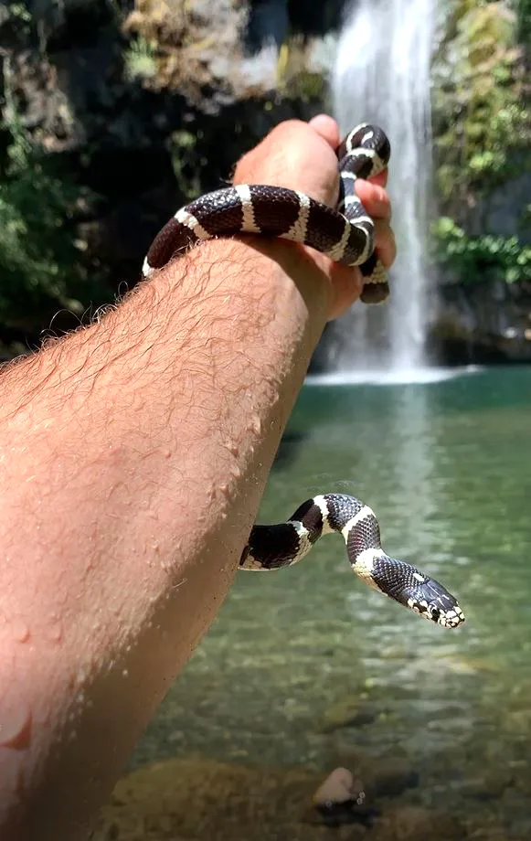 Caught a King Snake at Potem Falls | Smithsonian Photo Contest ...