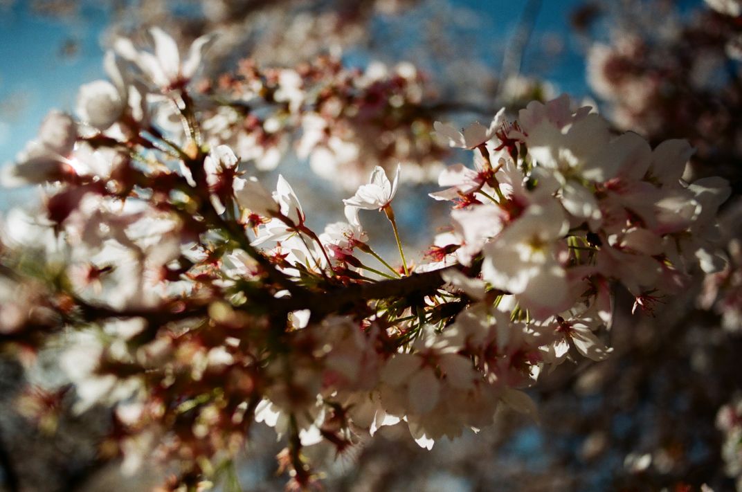The Intensity of Spring | Smithsonian Photo Contest | Smithsonian Magazine