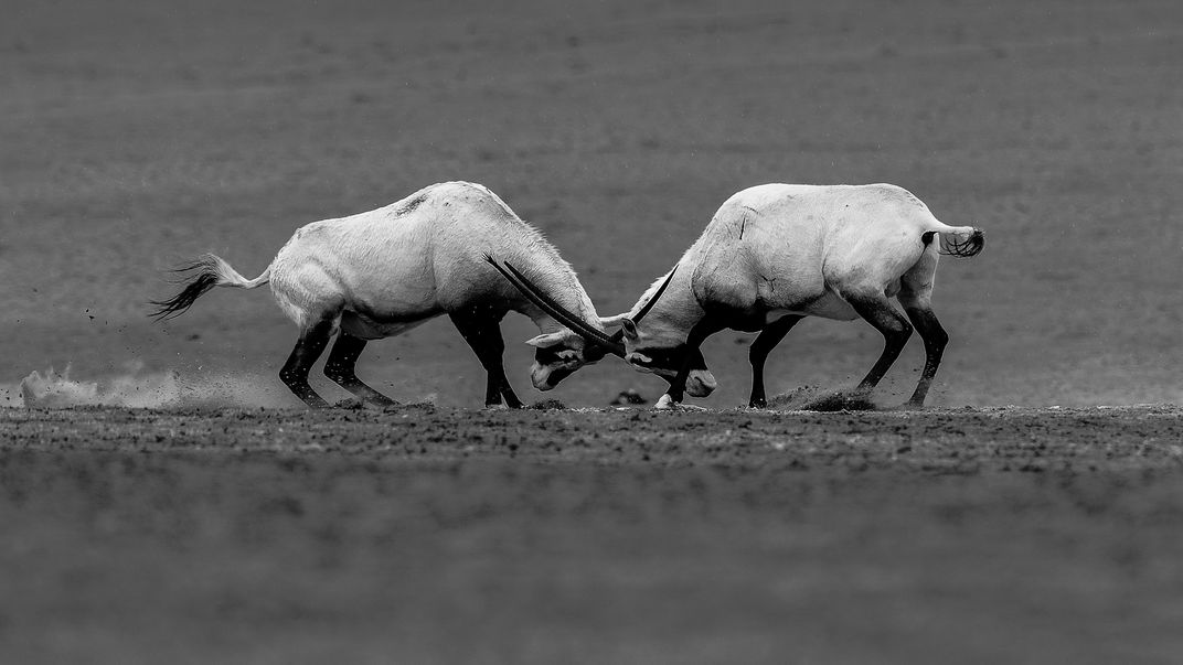 Arabian Orix fight | Smithsonian Photo Contest | Smithsonian Magazine