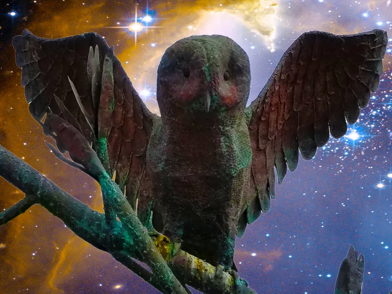 Owl in Stars | Smithsonian Photo Contest | Smithsonian Magazine