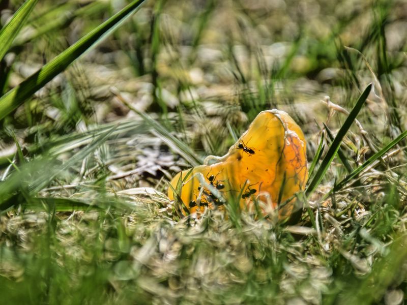A Heavy Snack | Smithsonian Photo Contest | Smithsonian Magazine