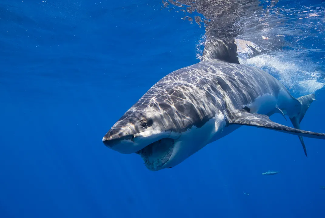 Great White In Action | Smithsonian Photo Contest | Smithsonian Magazine