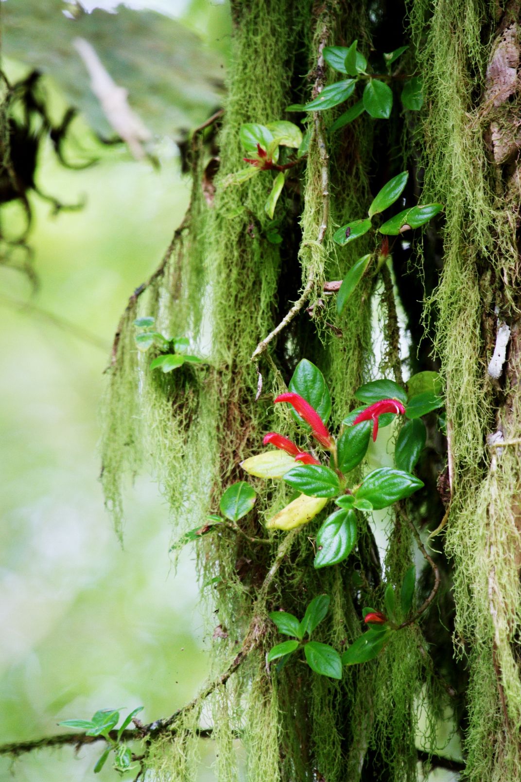 Rainforest Flower | Smithsonian Photo Contest | Smithsonian Magazine