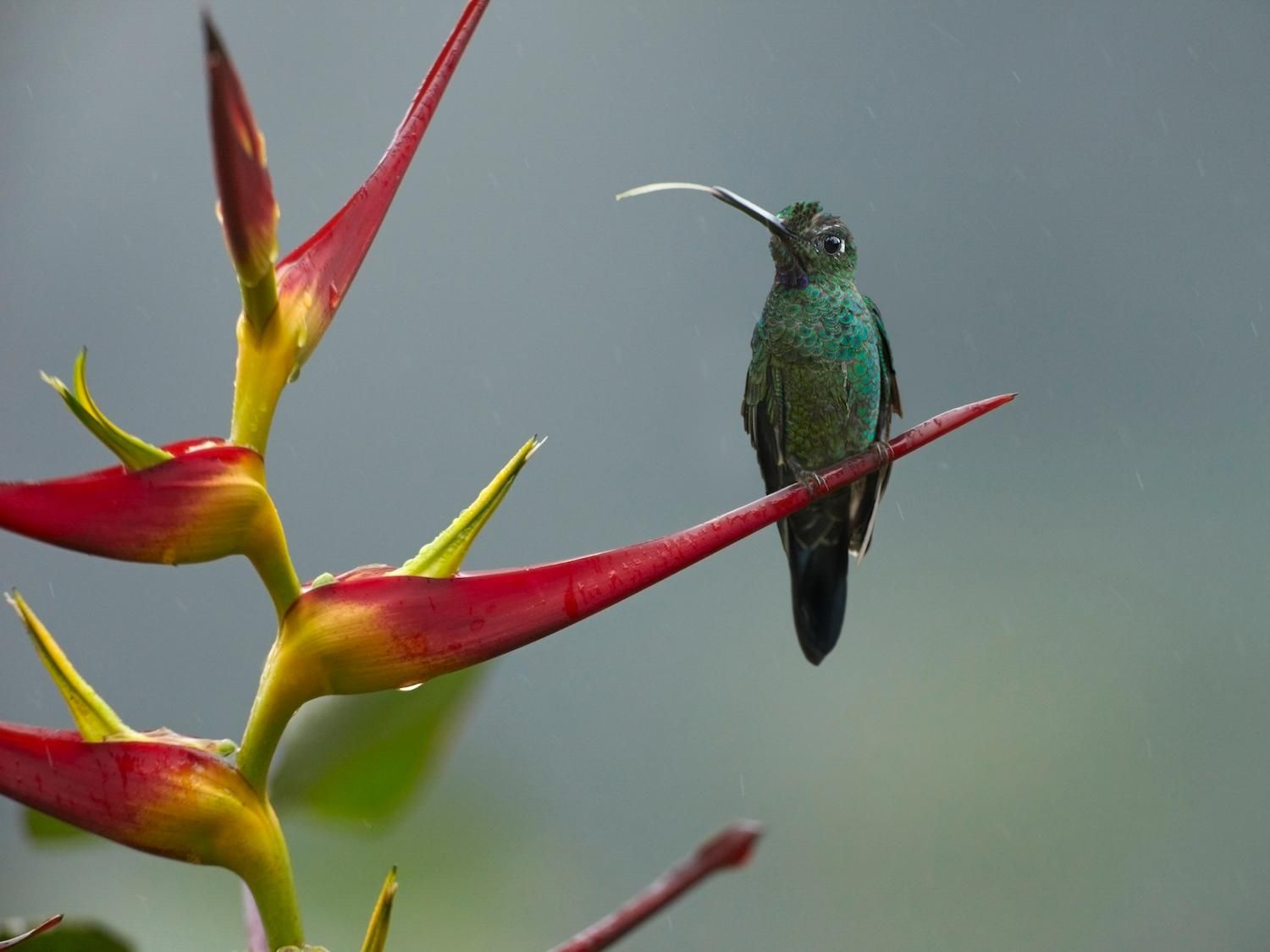 Hummingbird Tongues Are Pumps, Not Straws | Smithsonian