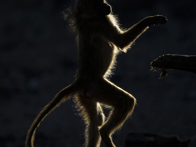 Baboon Dance | Smithsonian Photo Contest | Smithsonian Magazine