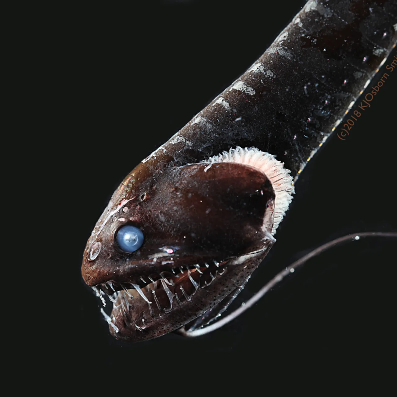deep ocean fish found