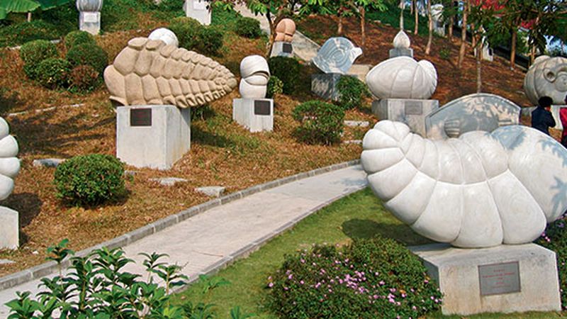 Foraminiferans Live Rock