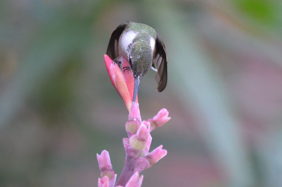 Ruby-throat hummingbird refueling. | Smithsonian Photo Contest ...
