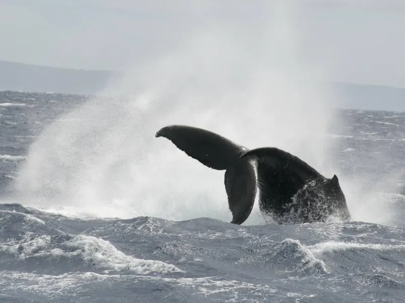 whale power | Smithsonian Photo Contest | Smithsonian Magazine
