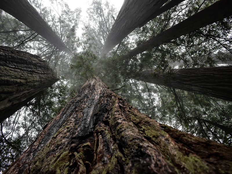 Looking up at old growth redwood trees | Smithsonian Photo Contest ...