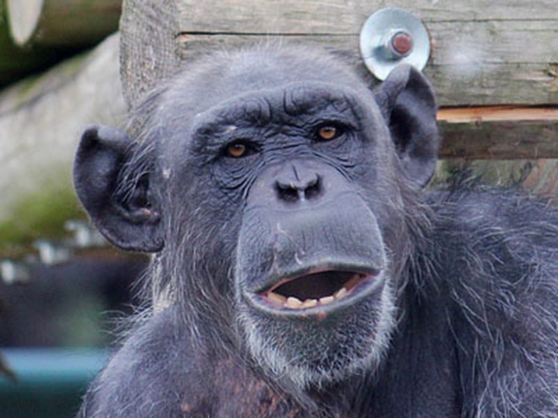 Smiling Chimpanzee