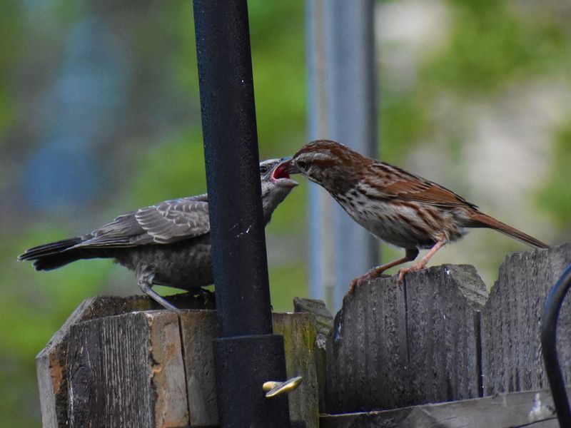 Song Sparrow Feeding Baby Brown-headed Cowbird | Smithsonian Photo ...