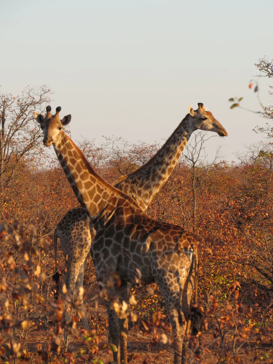 A couple of giraffes observing life around them | Smithsonian Photo ...