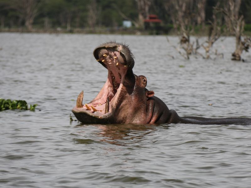 Crying Hippo | Smithsonian Photo Contest | Smithsonian Magazine