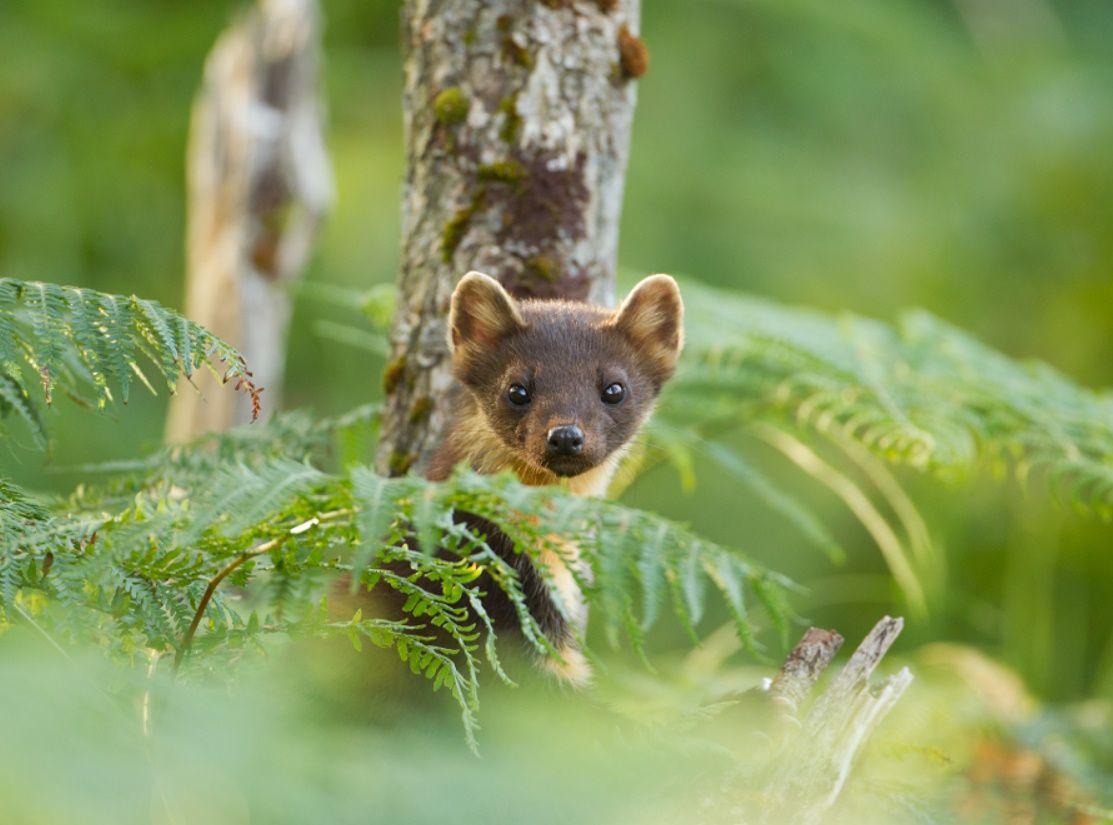 Watch These Shy, Adorable, Nocturnal Creatures Explore Their New Home After Being Reintroduced ...