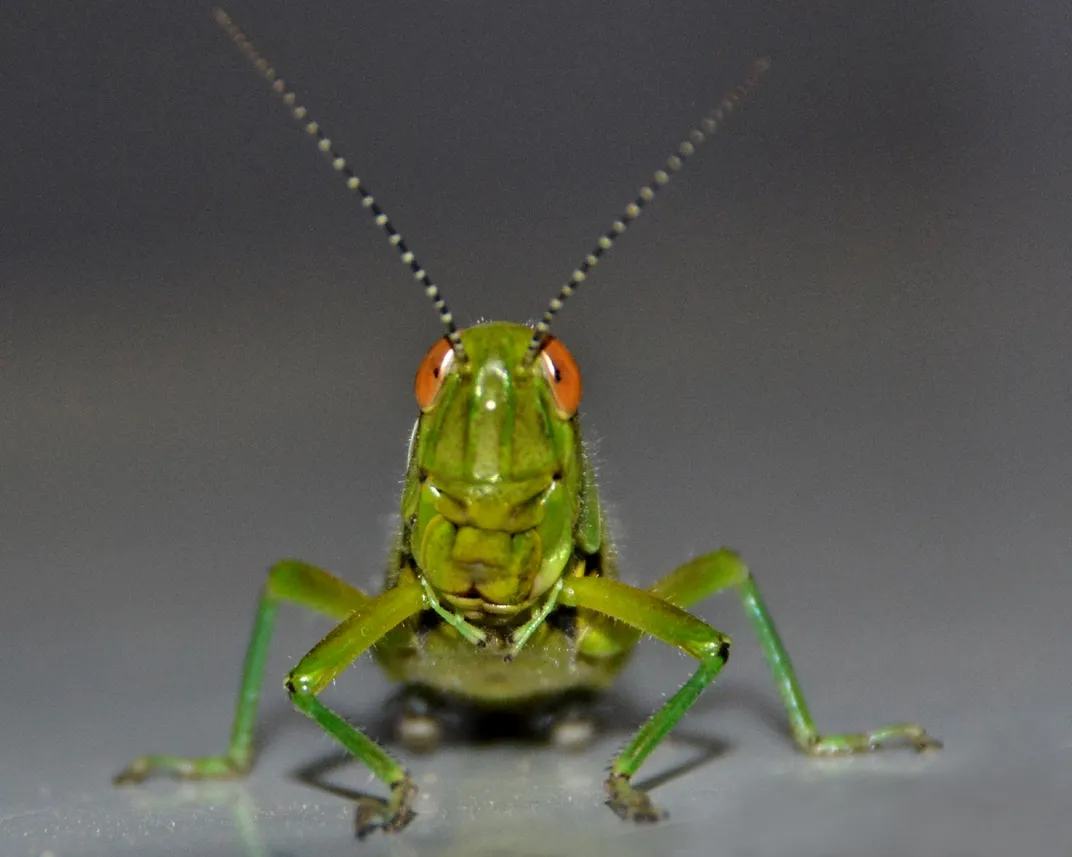 Insect | Smithsonian Photo Contest | Smithsonian Magazine