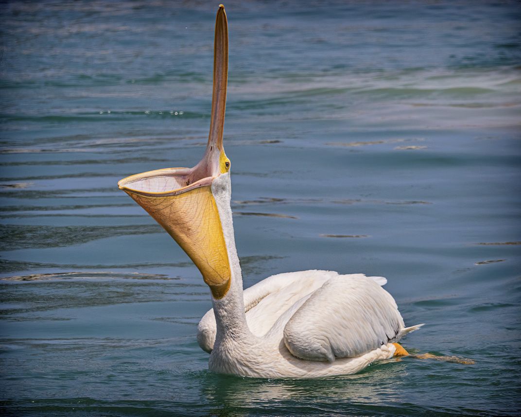Pelican Basket ball (?) | Smithsonian Photo Contest | Smithsonian Magazine