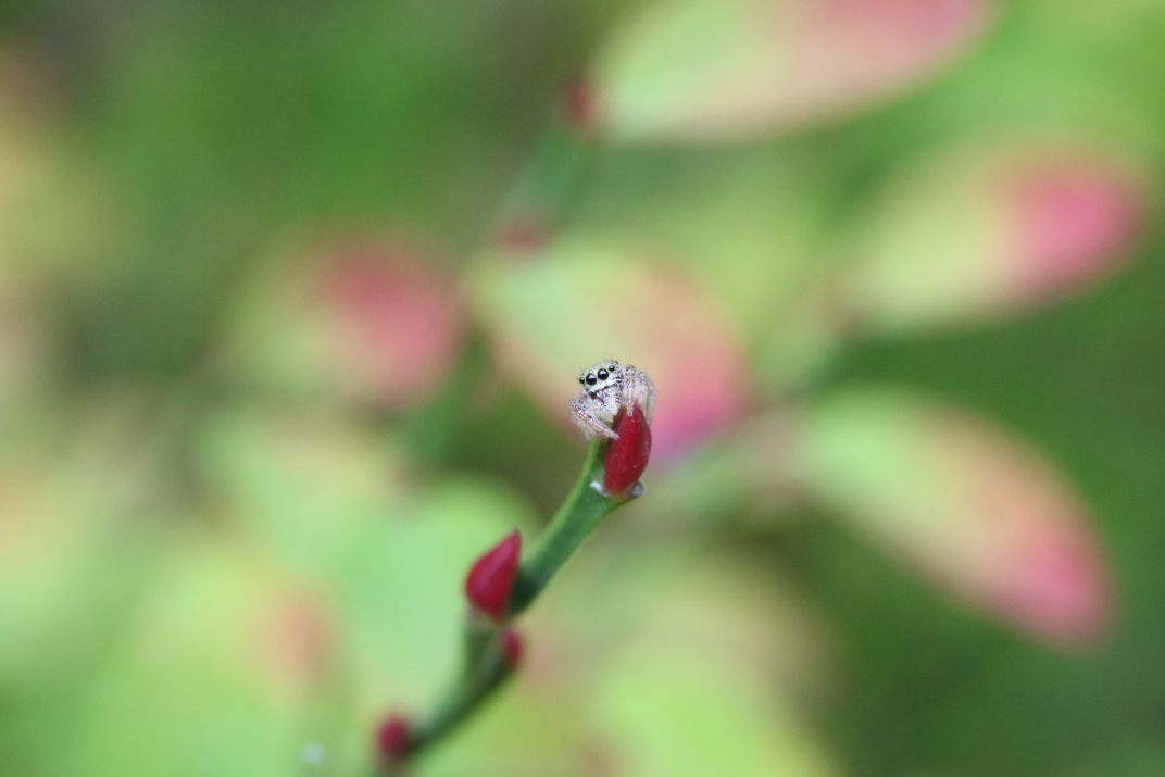 Curious Jumping Spider | Smithsonian Photo Contest | Smithsonian Magazine