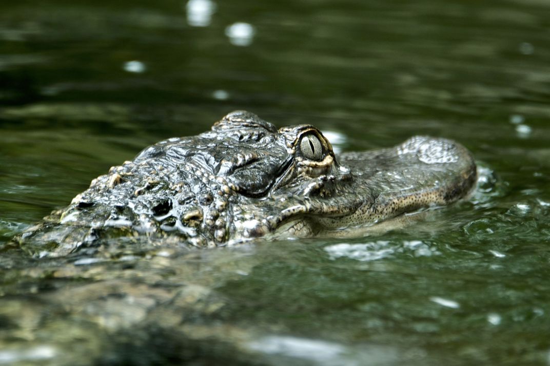 American Alligator | Smithsonian Photo Contest | Smithsonian Magazine