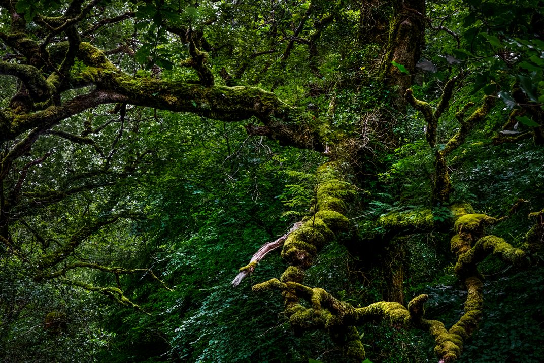 Loving Trees | Smithsonian Photo Contest | Smithsonian Magazine
