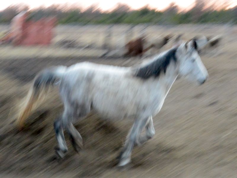 Horse in Motion | Smithsonian Photo Contest | Smithsonian Magazine