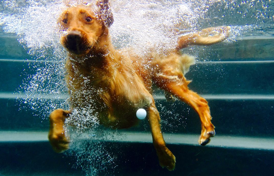 Lucy, The Golden Retriever, Underwater | Smithsonian Photo Contest ...