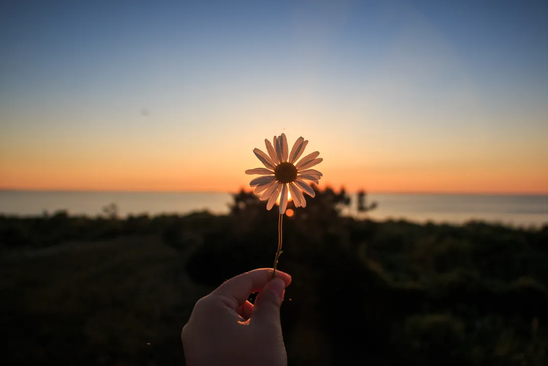Daisy and the Sunset | Smithsonian Photo Contest | Smithsonian Magazine