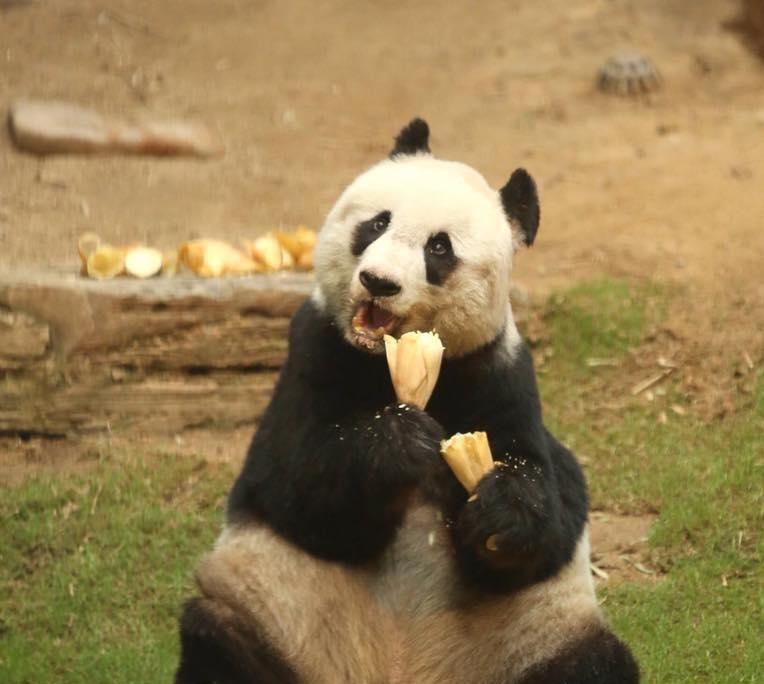 oldest captive panda