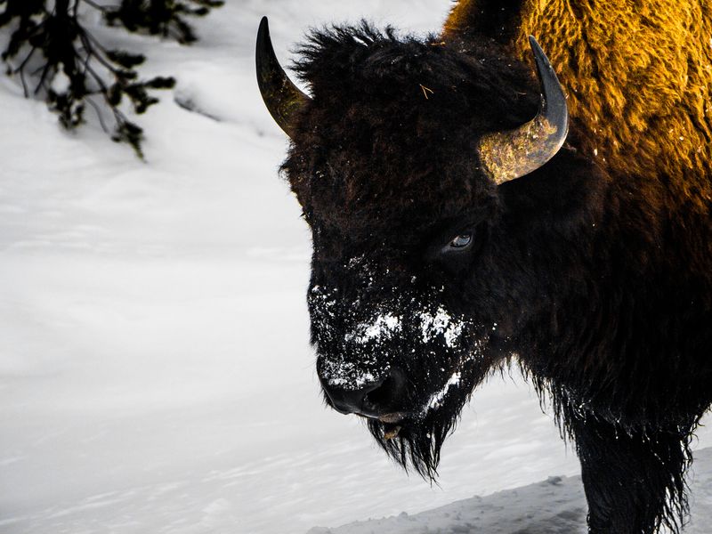Wild Bull | Smithsonian Photo Contest | Smithsonian Magazine