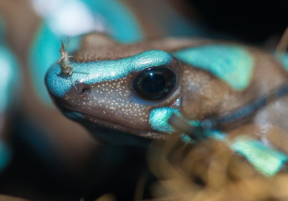 Body by Bugs: Feeding the Zoo's Insect-Eating Animals | Smithsonian ...