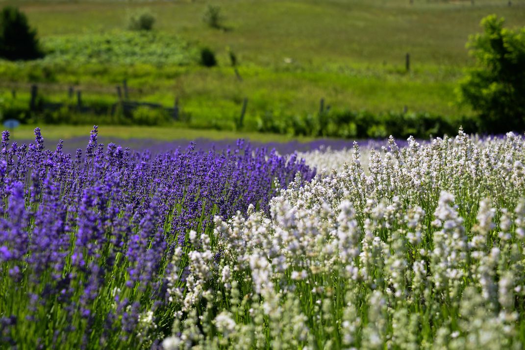 Lavender Waves | Smithsonian Photo Contest | Smithsonian Magazine