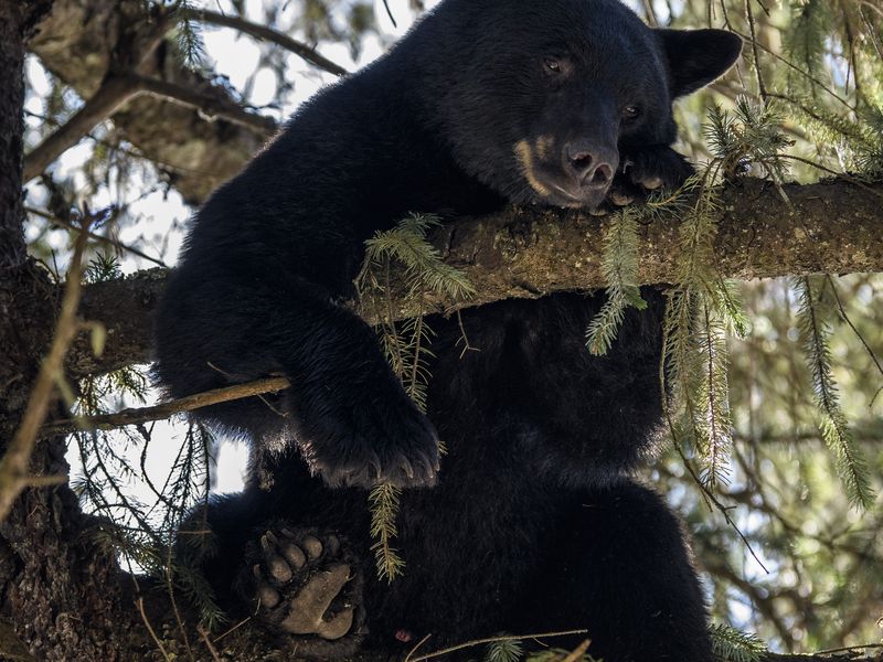 Smiling Bear | Smithsonian Photo Contest | Smithsonian Magazine