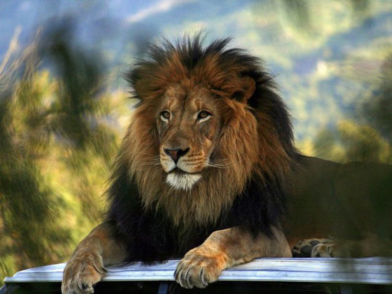 Beautiful lion suns on a vehicle near dusk | Smithsonian Photo Contest ...
