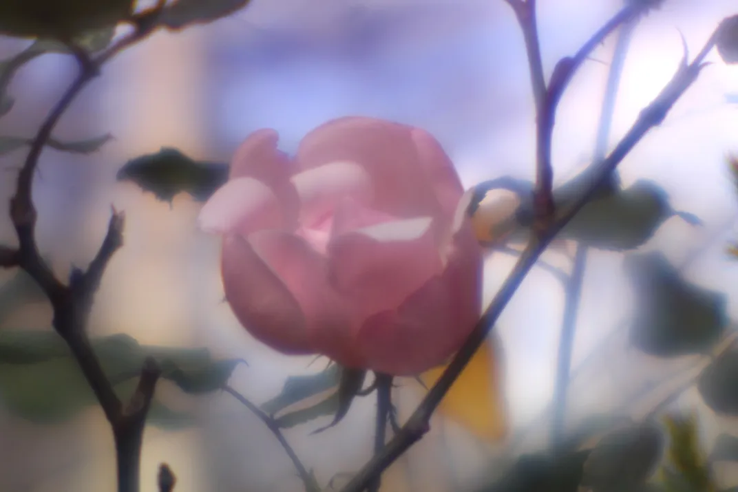 A Rose Just Before the Freezing Night | Smithsonian Photo Contest ...