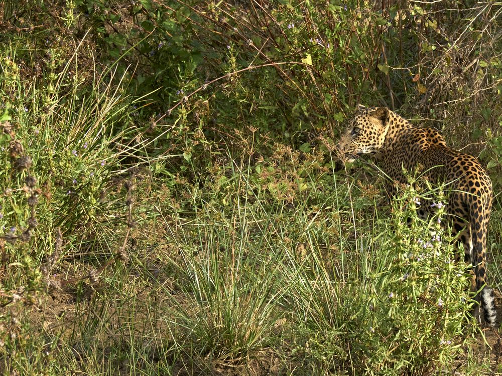 Leopard in Yala National Park | Smithsonian Photo Contest | Smithsonian ...