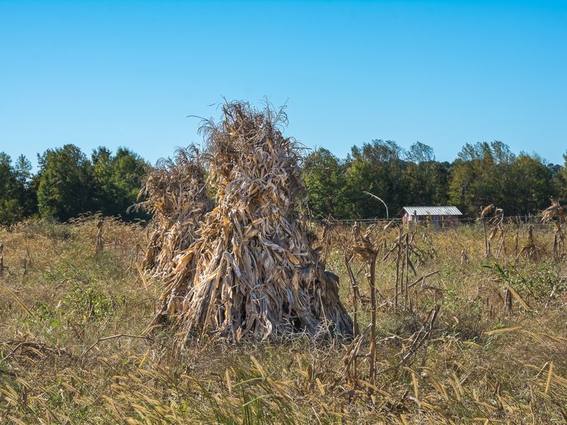 Corn Shocks. | Smithsonian Photo Contest | Smithsonian Magazine