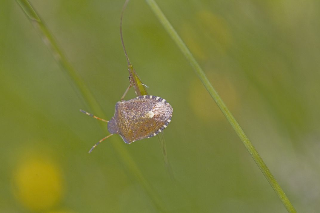 Vernal Shieldbug, Peribalus strictus | Smithsonian Photo Contest ...