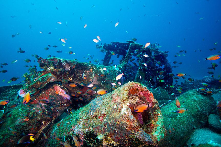 This is an image of reef fish on a wreck from The Philippines ...