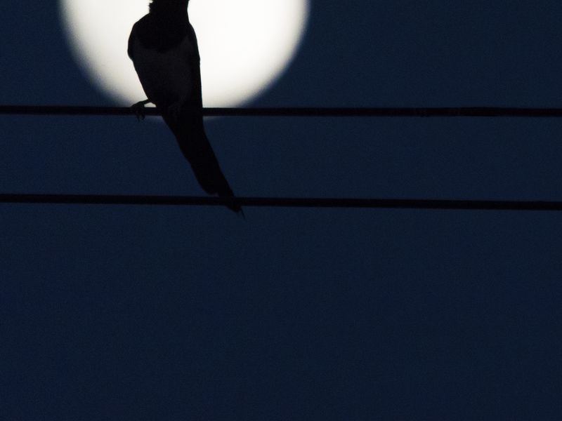 The Crow With Moon Background | Smithsonian Photo Contest | Smithsonian ...