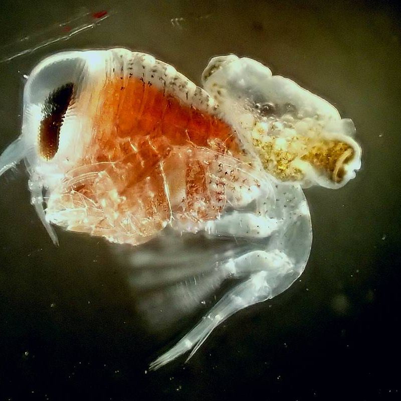 Amphipod