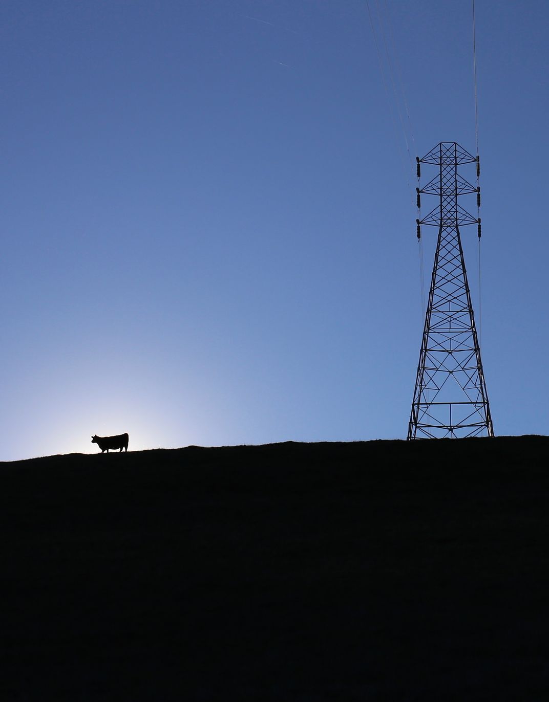 Cow, Tower | Smithsonian Photo Contest | Smithsonian Magazine