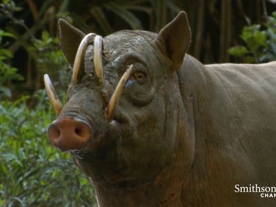 Articles tagged as Pigs | Smithsonian Magazine