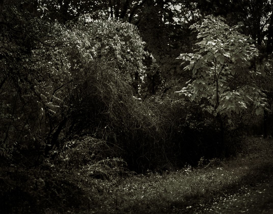 Twisted Wood | Smithsonian Photo Contest | Smithsonian Magazine