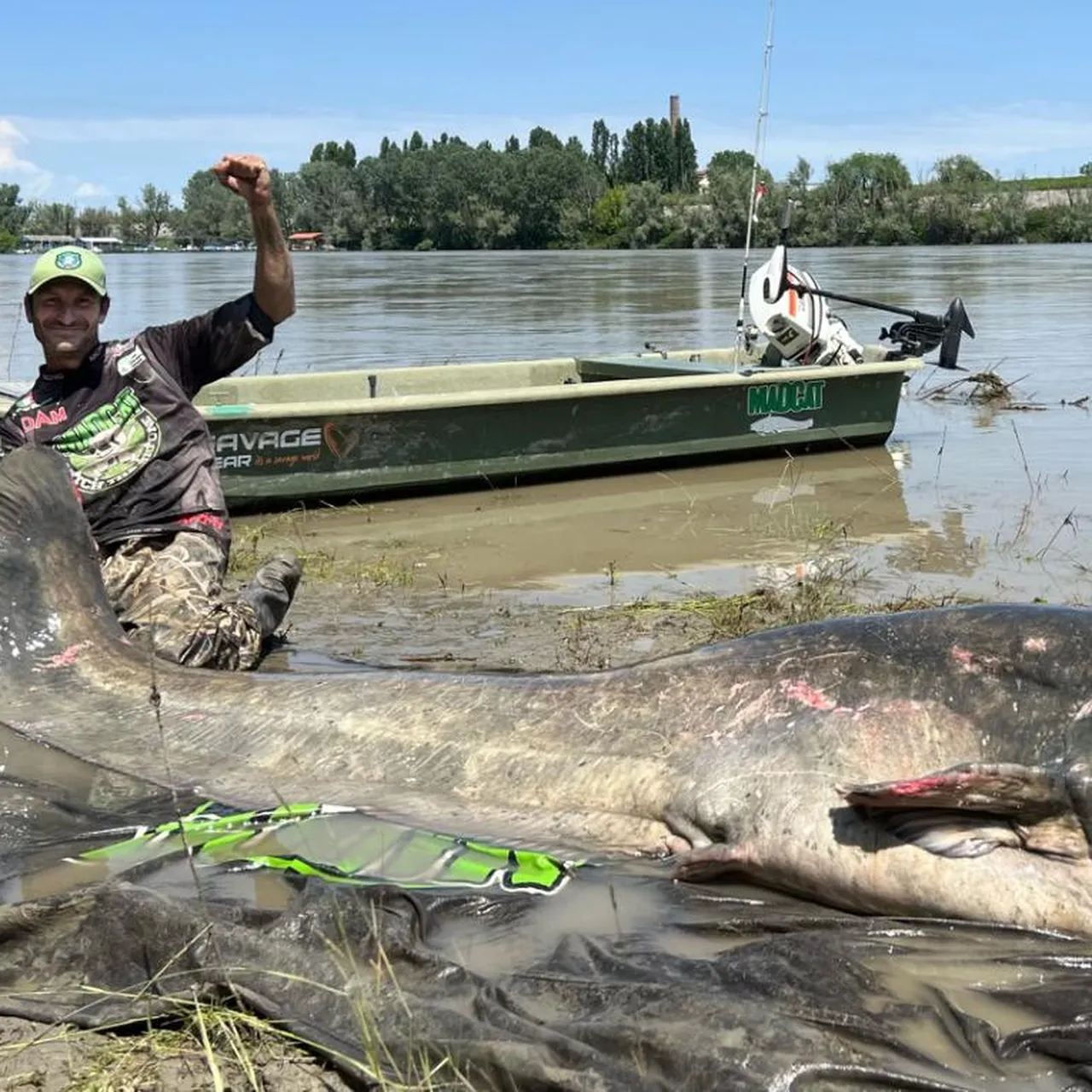 world's largest catfish