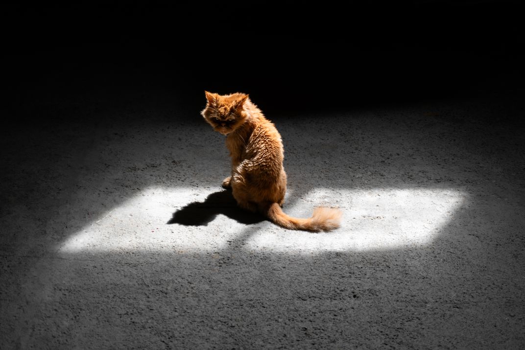 Persian Cat | Smithsonian Photo Contest | Smithsonian Magazine