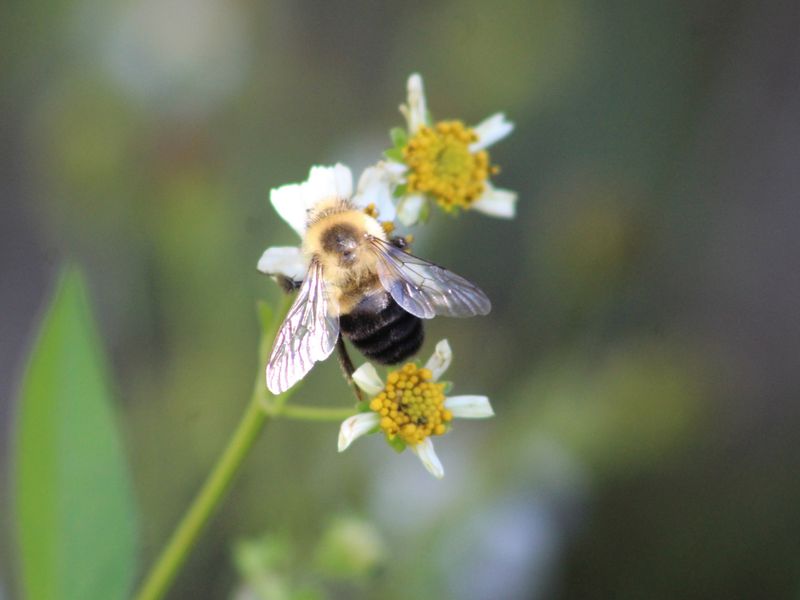 Bee in the Sunshine | Smithsonian Photo Contest | Smithsonian Magazine