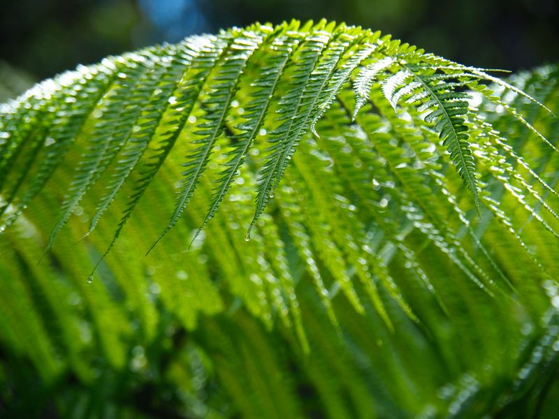 Ferns, Hawai'i Volcanoes National Park | Smithsonian Photo Contest ...