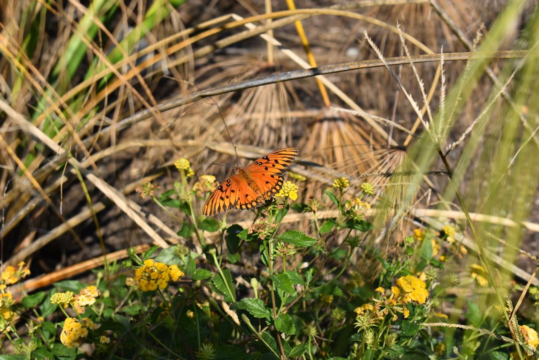A butterfly in Centennial Park. | Smithsonian Photo Contest ...