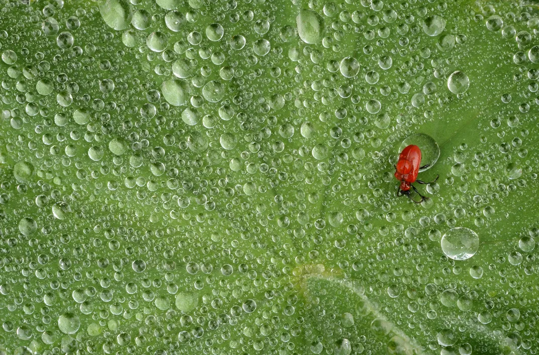 Red and Green | Smithsonian Photo Contest | Smithsonian Magazine